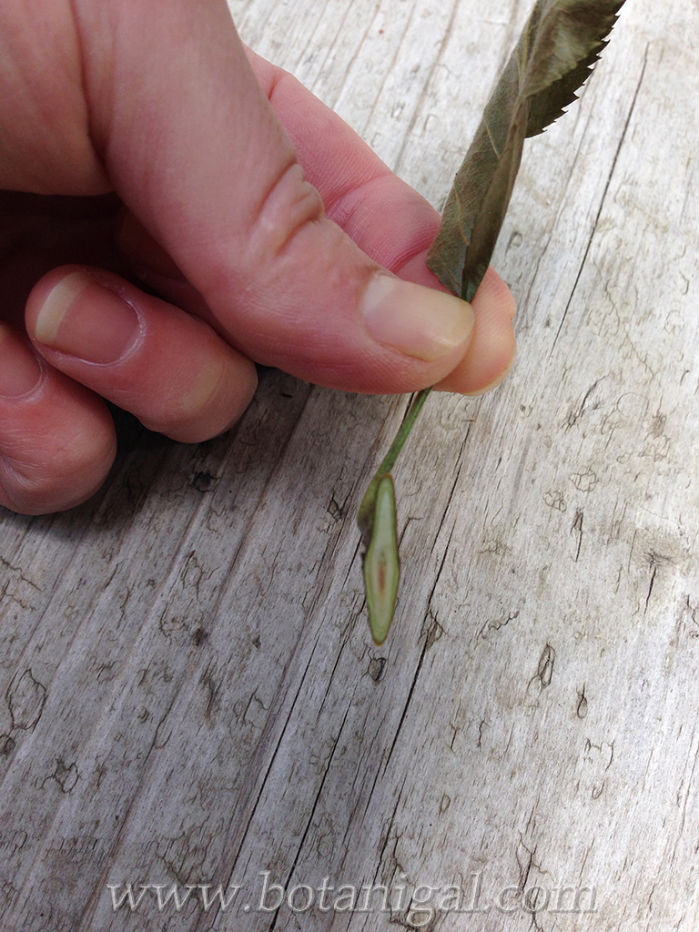 T-bud Method for Apple Grafting – BOTANIGAL: TAKE A CLOSER LOOK