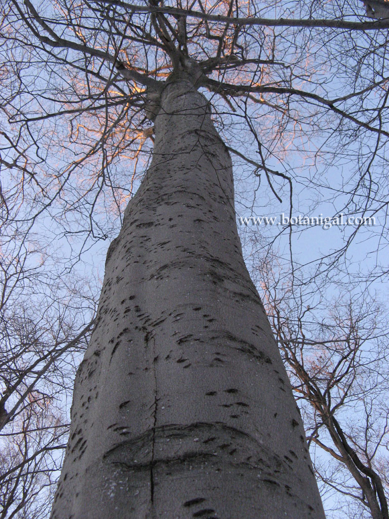 Of Titans, Clones, and other Fun Guys – BOTANIGAL: TAKE A CLOSER LOOK